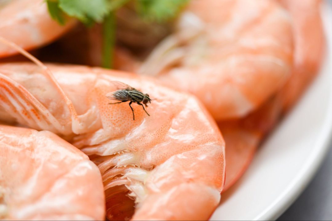 Guia definitivo de como acabar com mosquitos na cozinha! | Madesa
